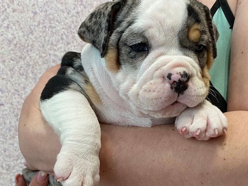 Супер щенки Американского Булли-мерле,трики и др