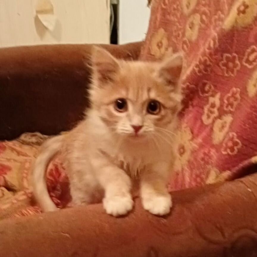 Котёнок из под колёс нуждается в доме
