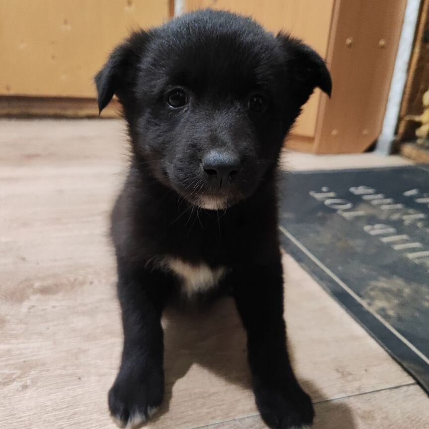 Щенок от частного владельца