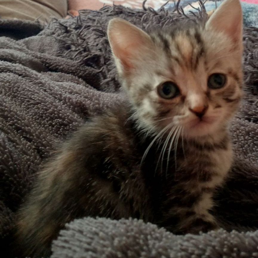 Котёнок в добрые руки