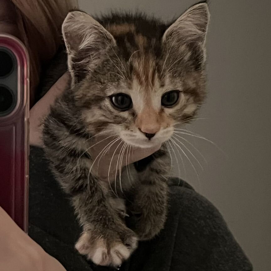 Котёнок в добрые руки