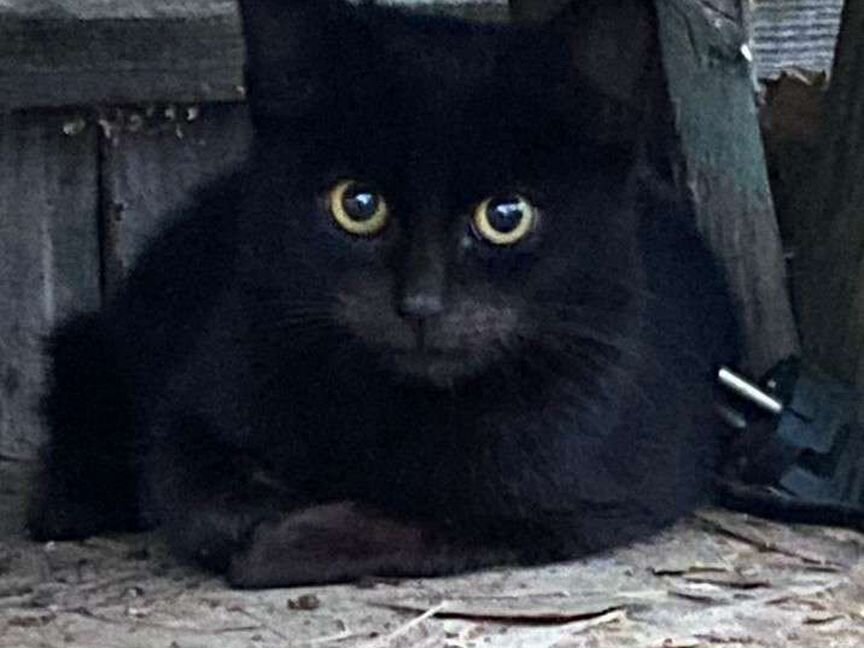 Черные котята малыши на морозе в снегу