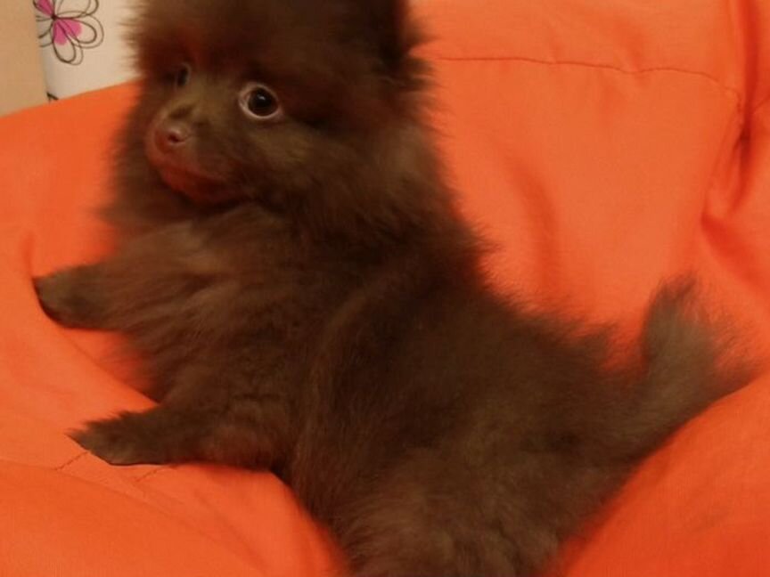 Щенки немецкого шпица