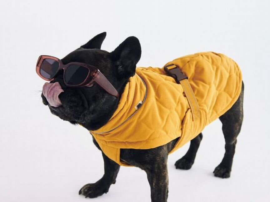 Для собак zara pet куртка дождевик поводок