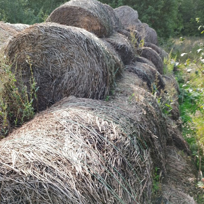 Сено прошлогоднее