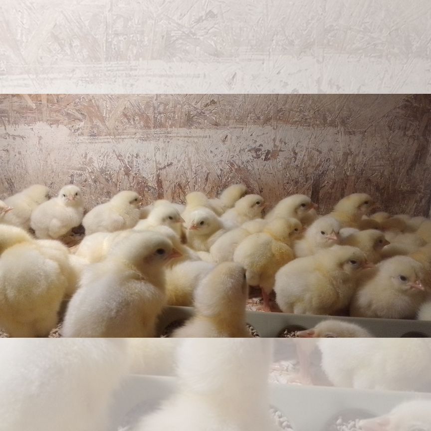 Цыпленок, суточный, подрощеный, импорт