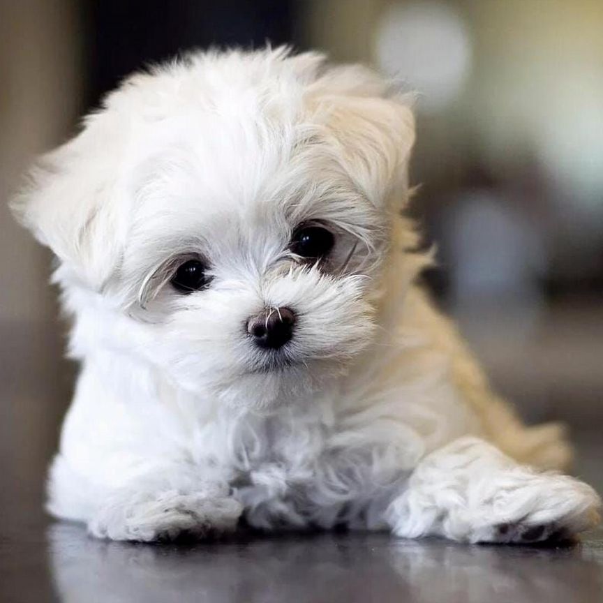 Мальтийская болонка, щенок