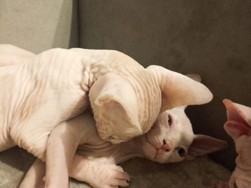 Канадский сфинкс котята