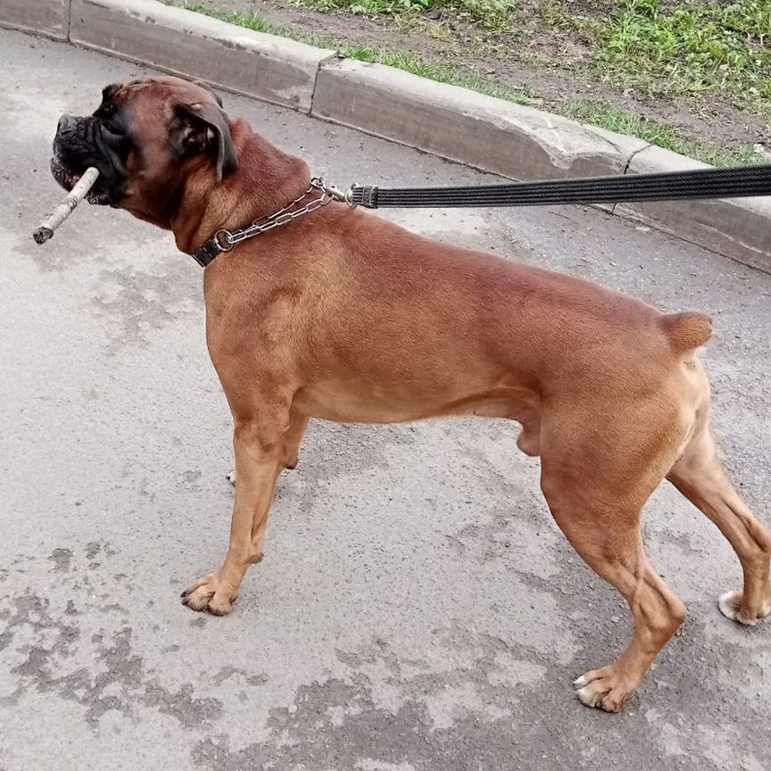 Вязка боксера