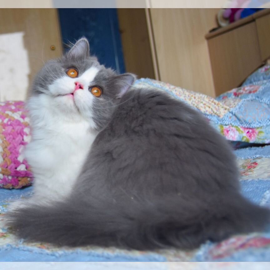 Британский длинношёрстный котёнок