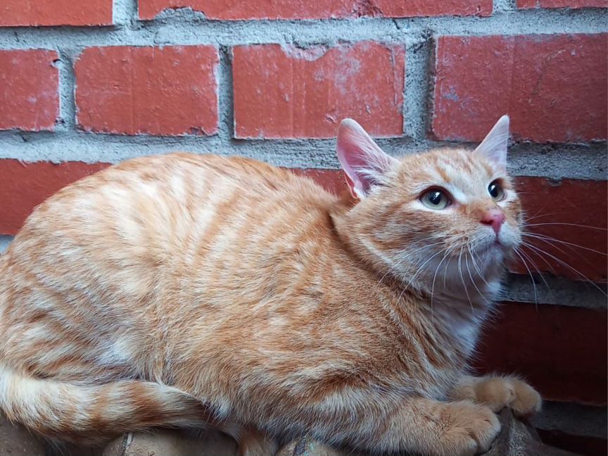 Котенок, рыжий, бесплатно