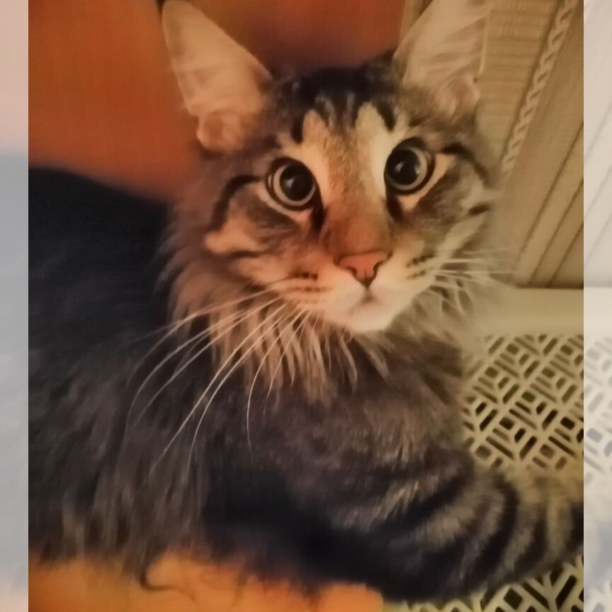 Отдам кота монстра