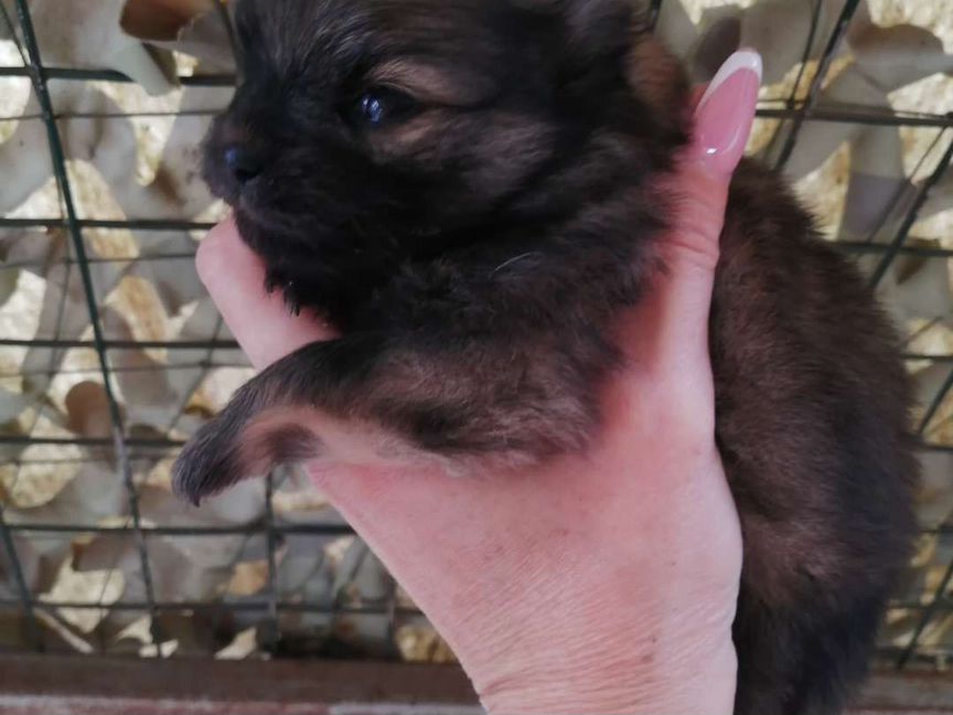 Шпиц девочка