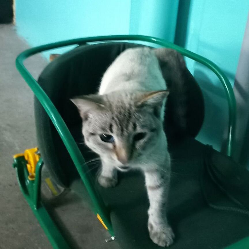 Котëнок