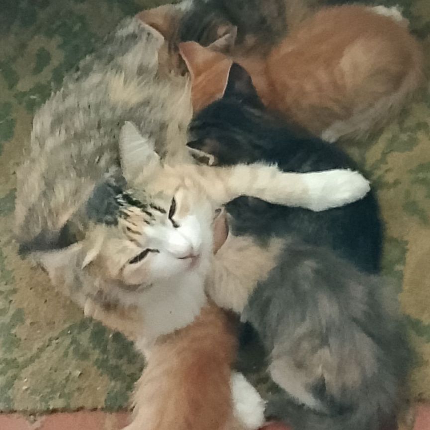 Котёнок в добрые руки