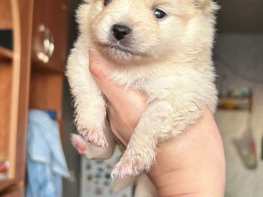 Собака