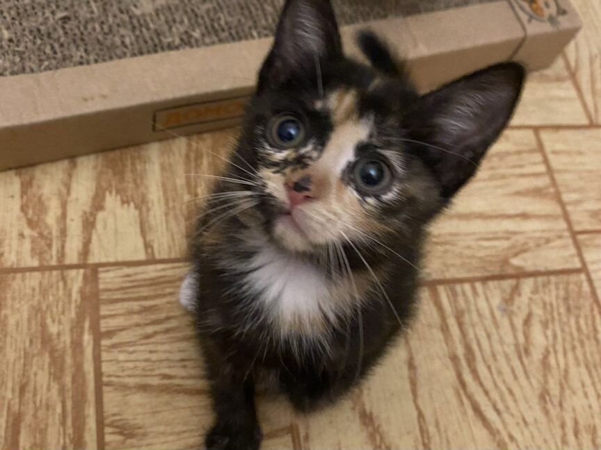 Кошка