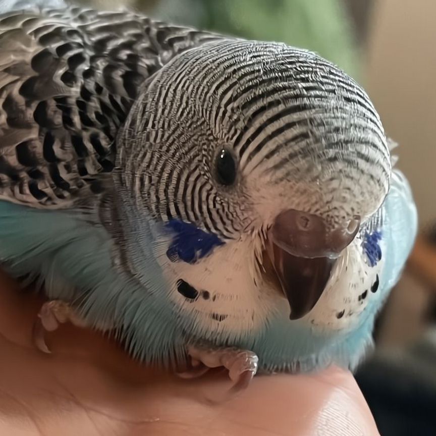 Птенчики волнистого попугая и амадины