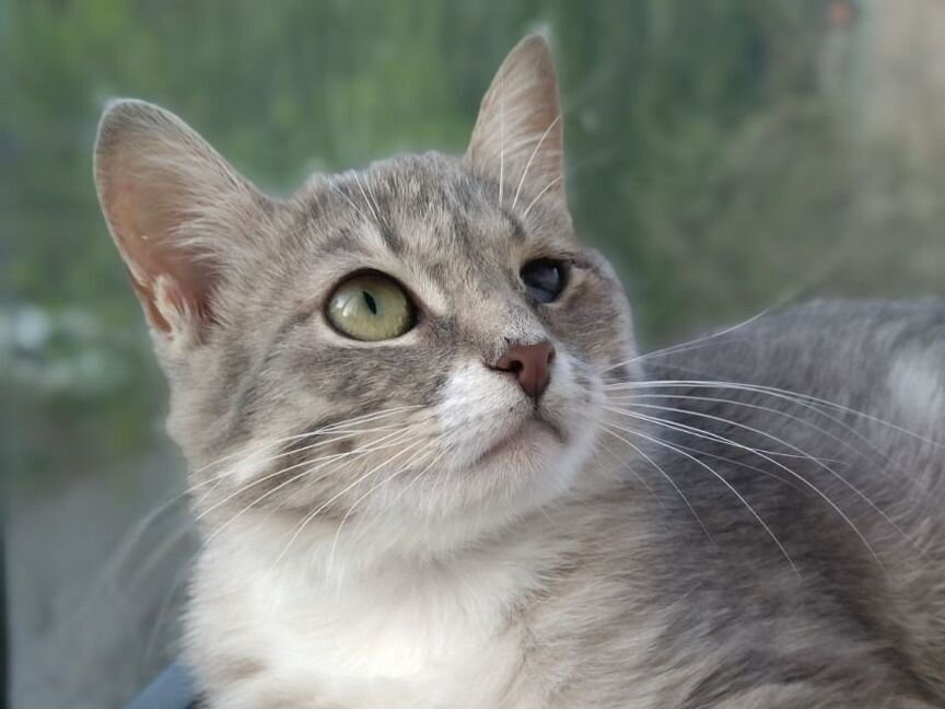 Кошечка-полосатик с белой грудкой