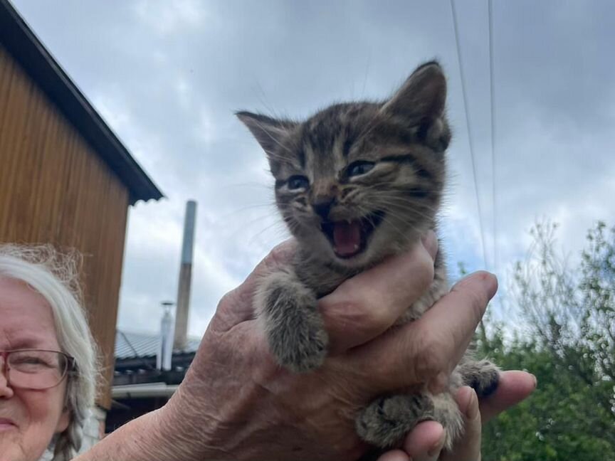 Котята, родились в пасху