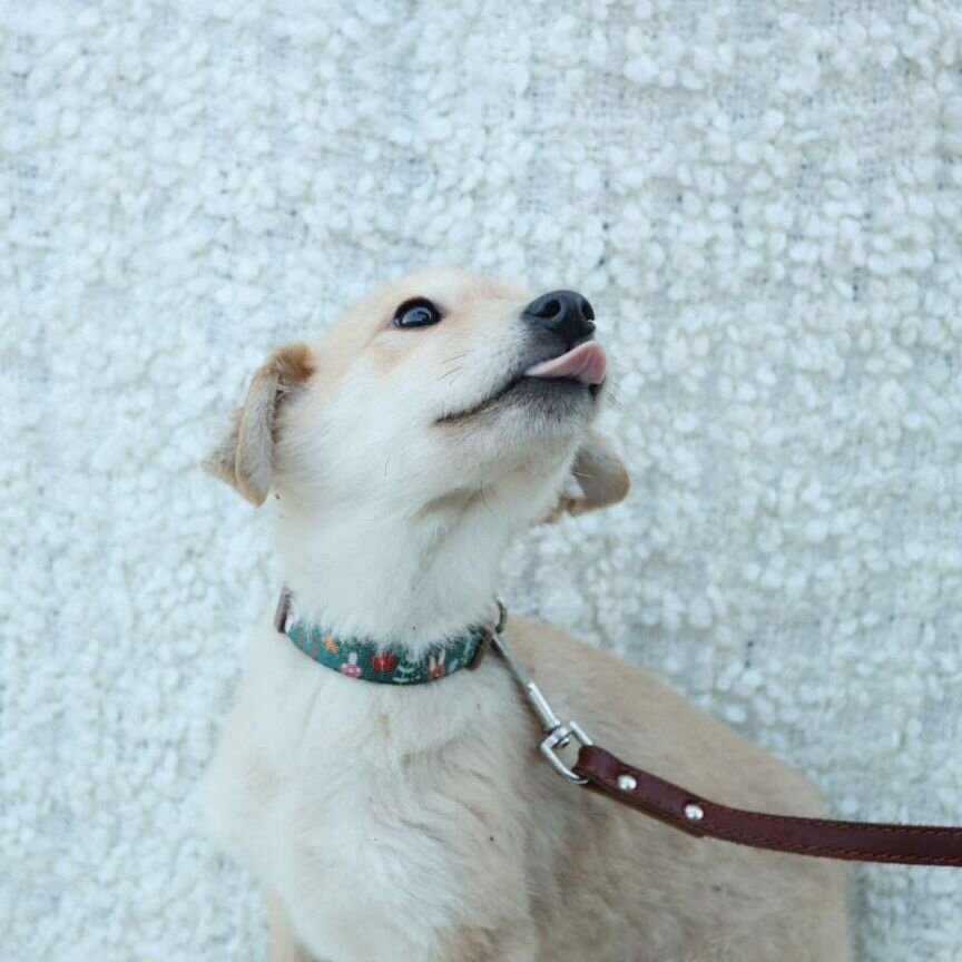 Щенок в добрые руки