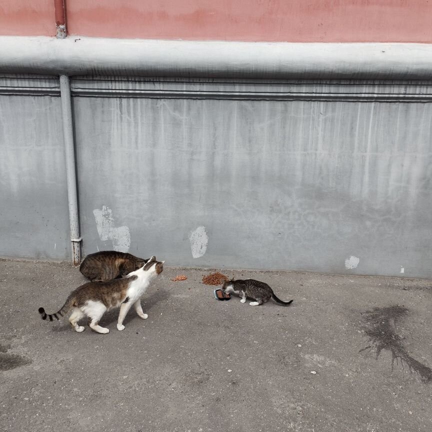 Коты в добрые руки