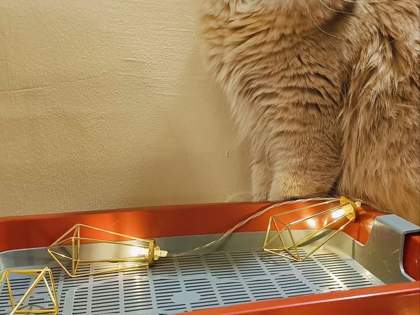 Лоток для котят