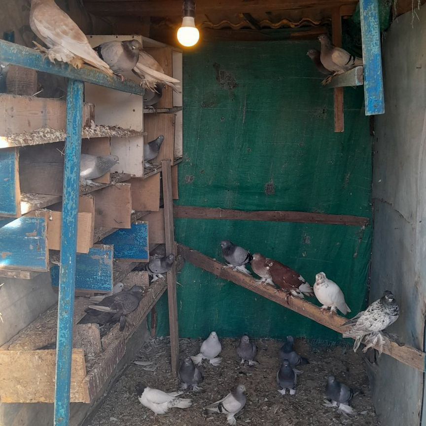 Хорошие голуби