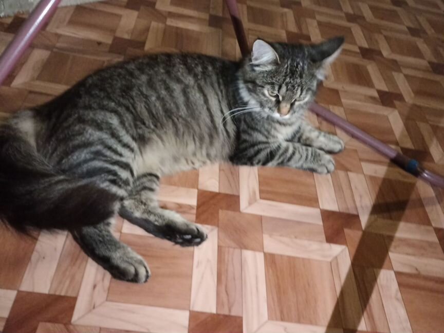 Кошка и кот кошка стерелезованная