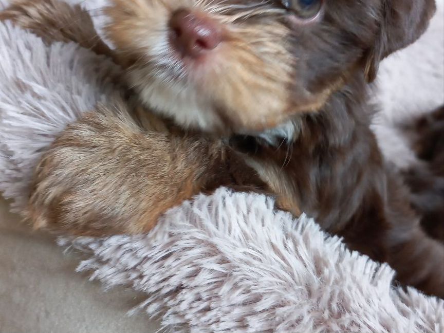 Шоколадный йорк