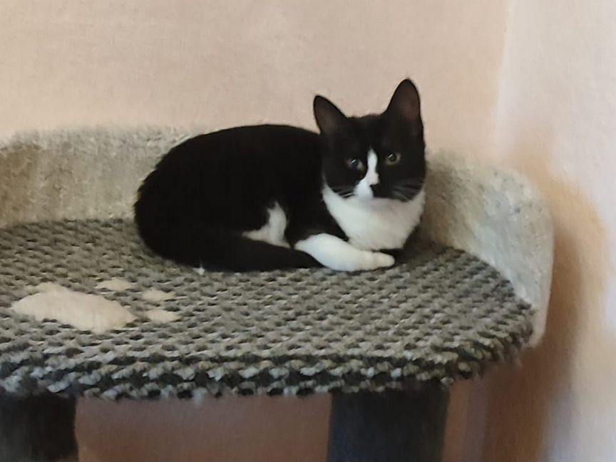 Котенок Аделька