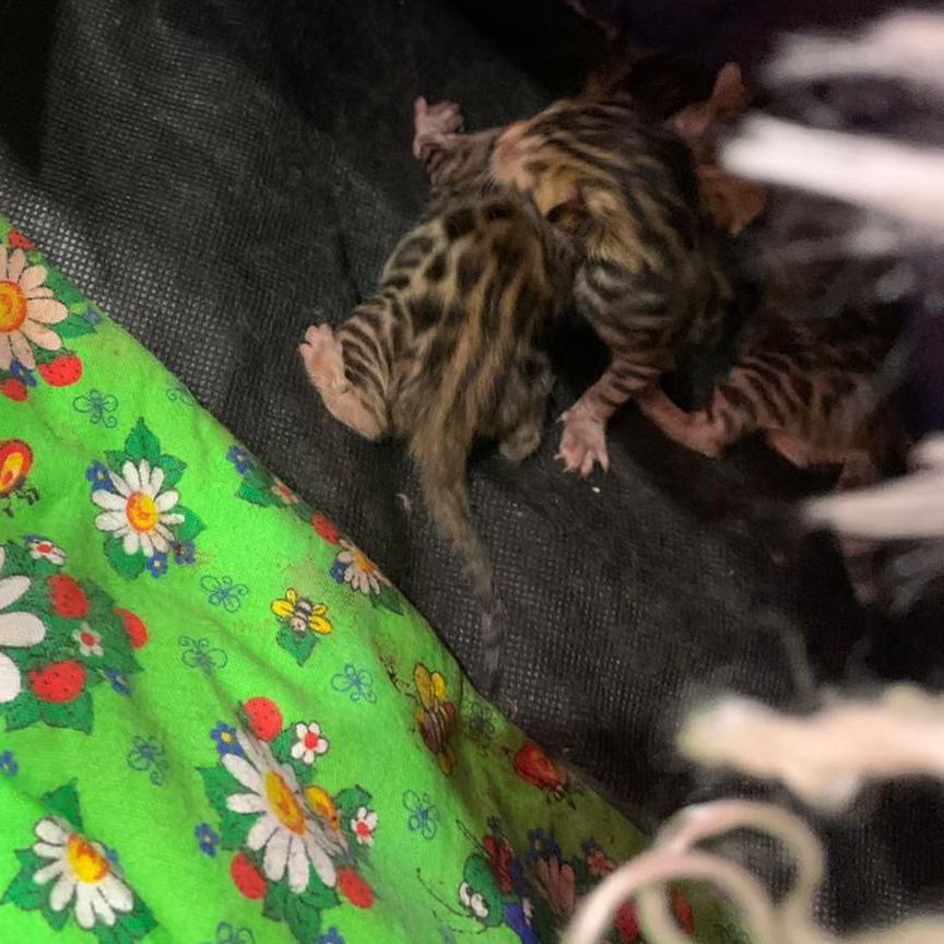 Бенгальские котята