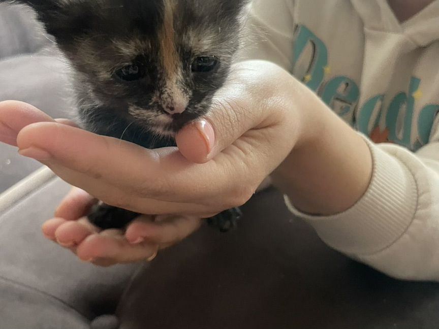 Котенок девочка