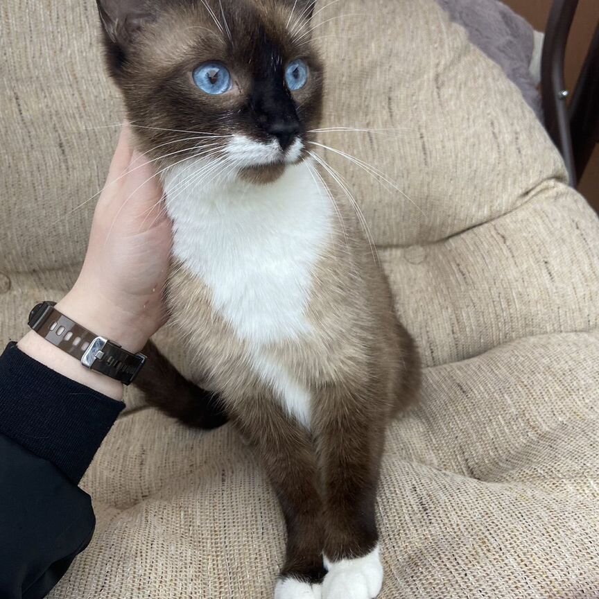Кот в добрые руки бесплатно