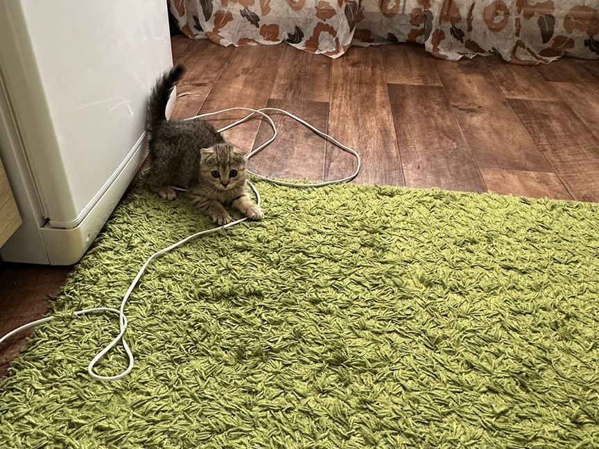 Продам котенка