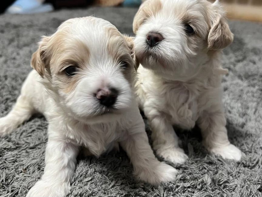 Щенки мальтипу