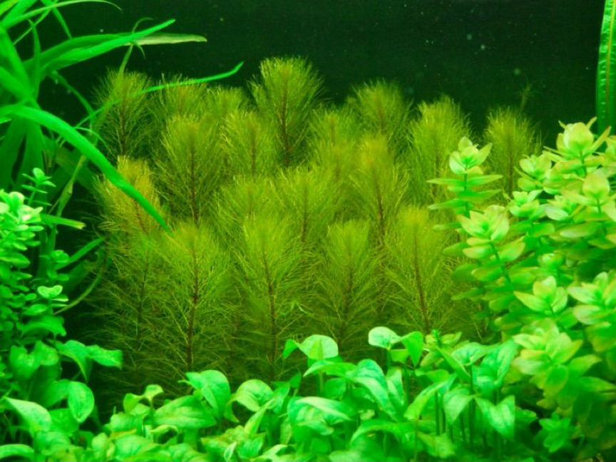 Водоросли в аквариум
