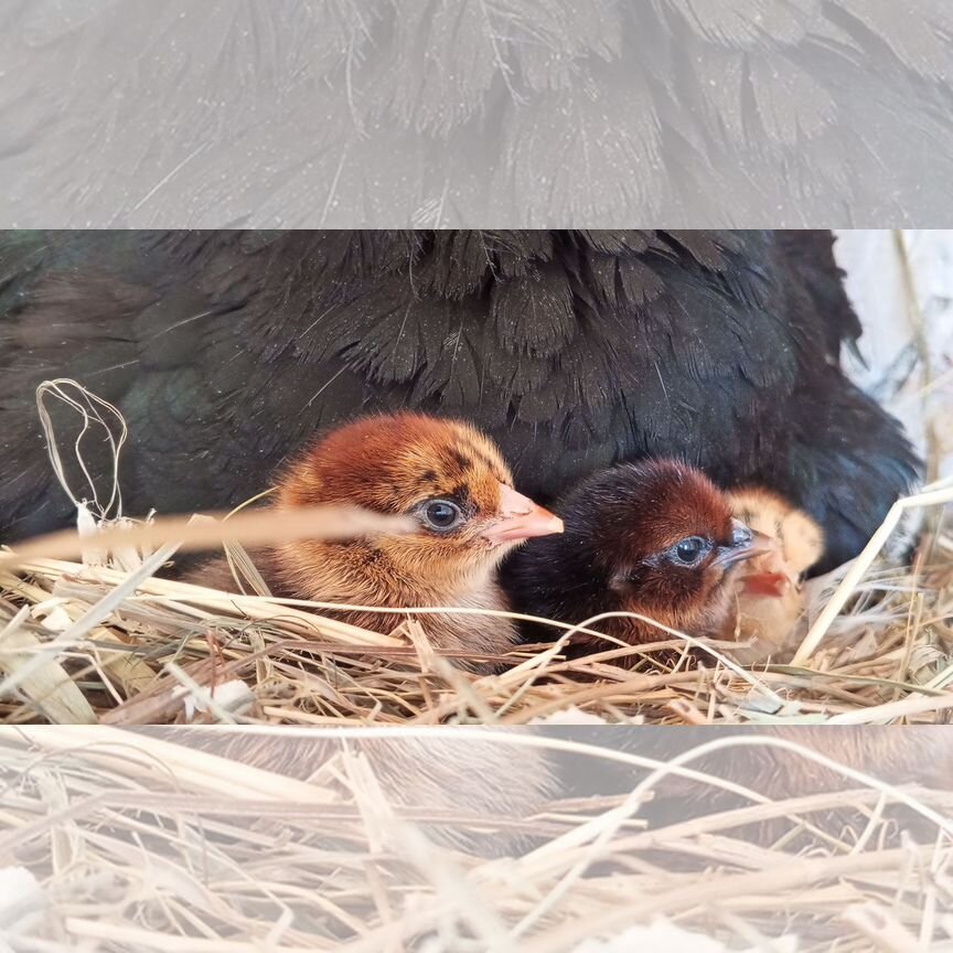 Ия домашних кур