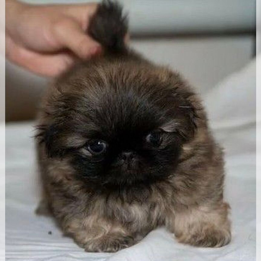 Пушистый комочек счастья