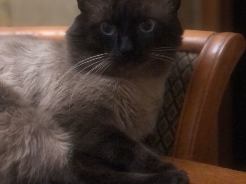Коты на вязку