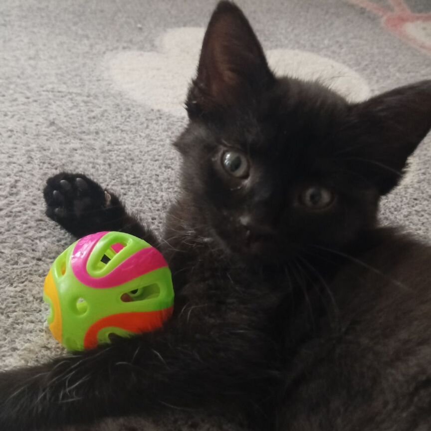 Котёнок в добрые руки