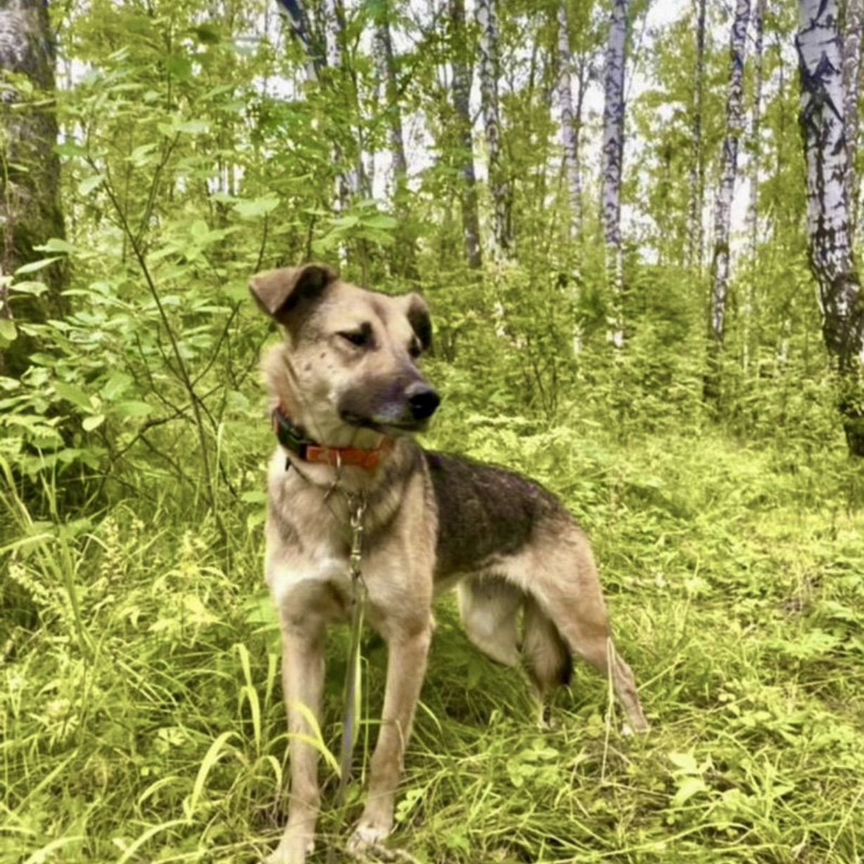 Взрослая собака в добрые руки