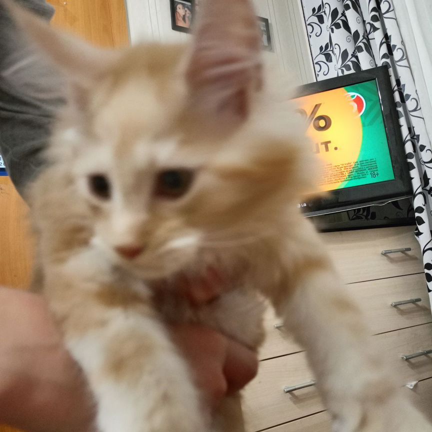 Рыжий котенок мейкун