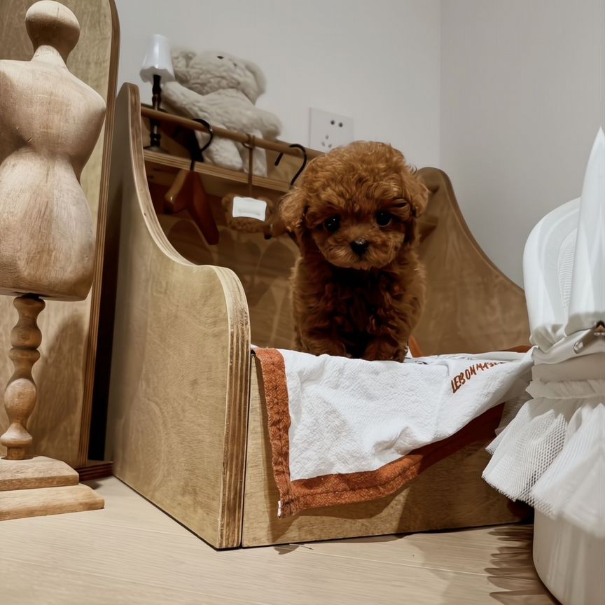 Той-пудель, щенок