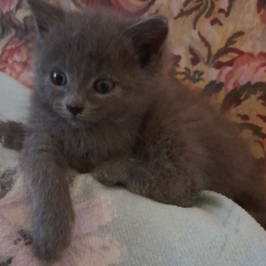 Котенок