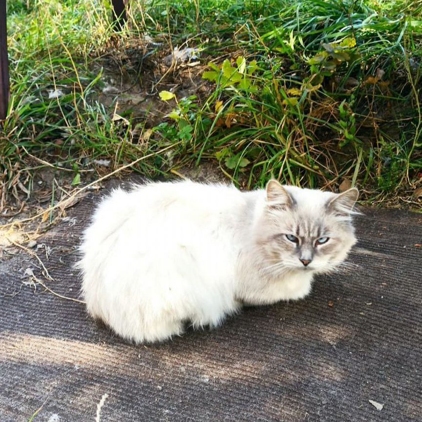 Котик в добрые руки