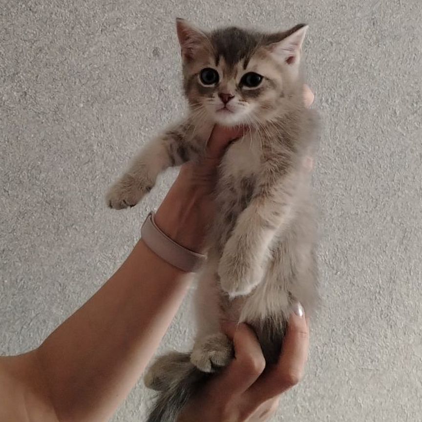 Британский длинношёрстный котёнок