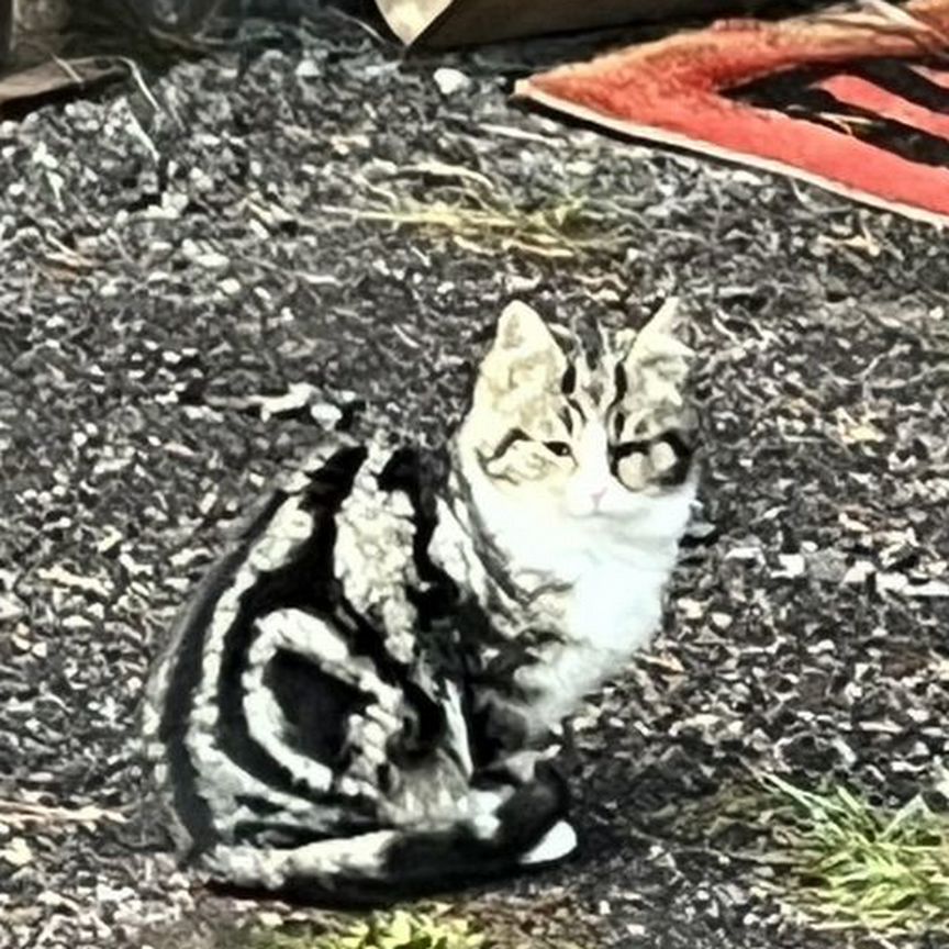 Котенок погибает