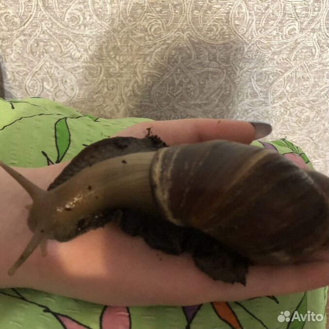 Отдам бесплатно улитку Ахатин