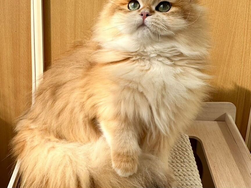 Длинношерстный мальчик. Британский котенок